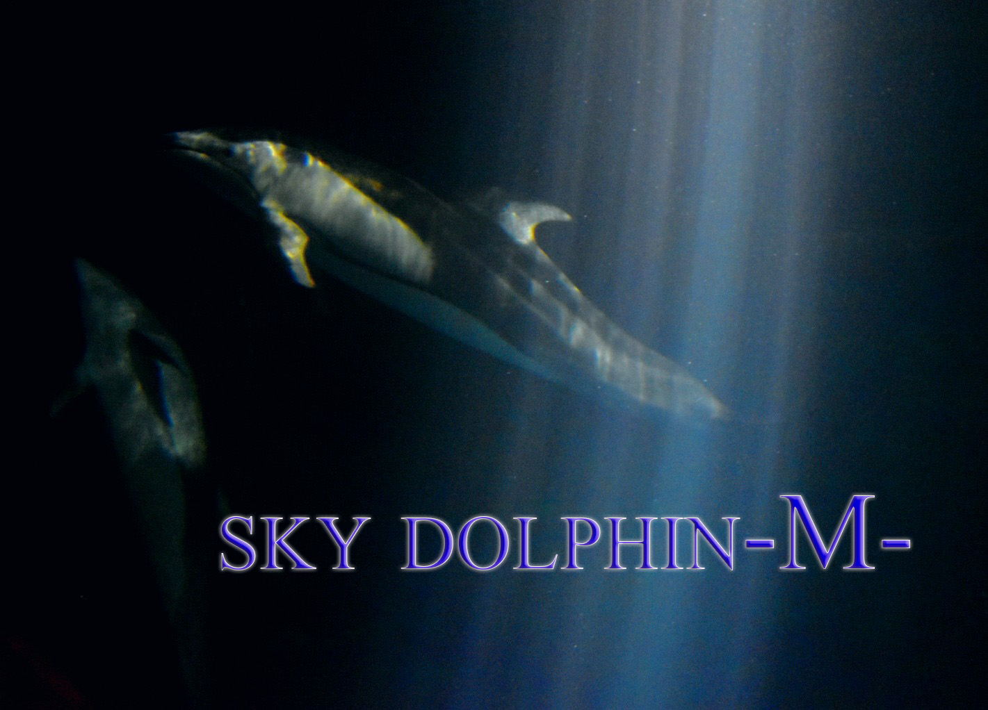 Sky dolphin-M- - MIRROR|撮
